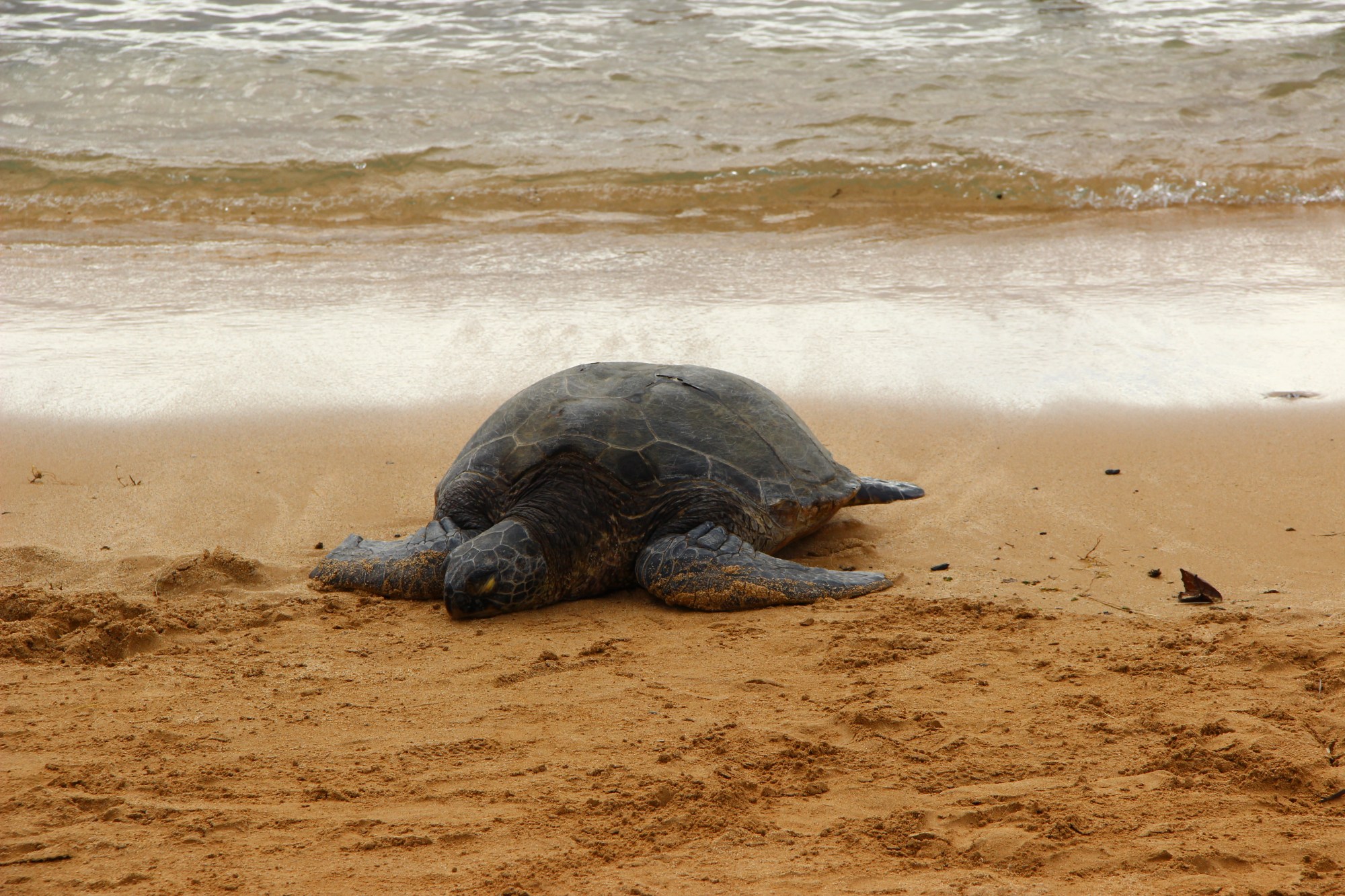 Kauai, Hawaii – Meandering My Way…