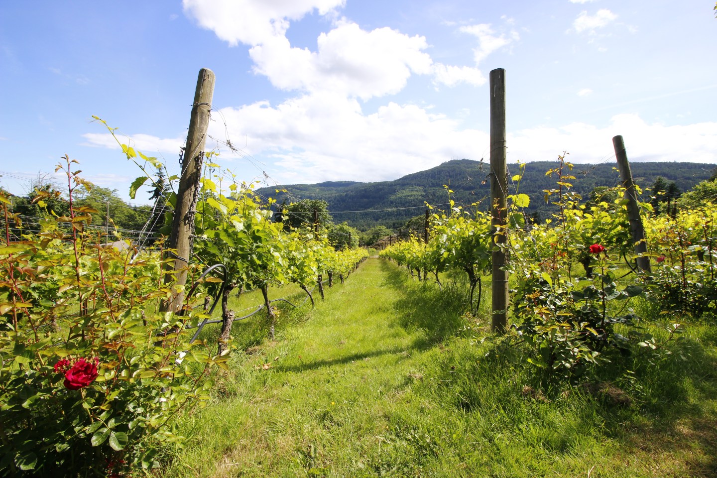 Salt Spring Island – Meandering My Way…