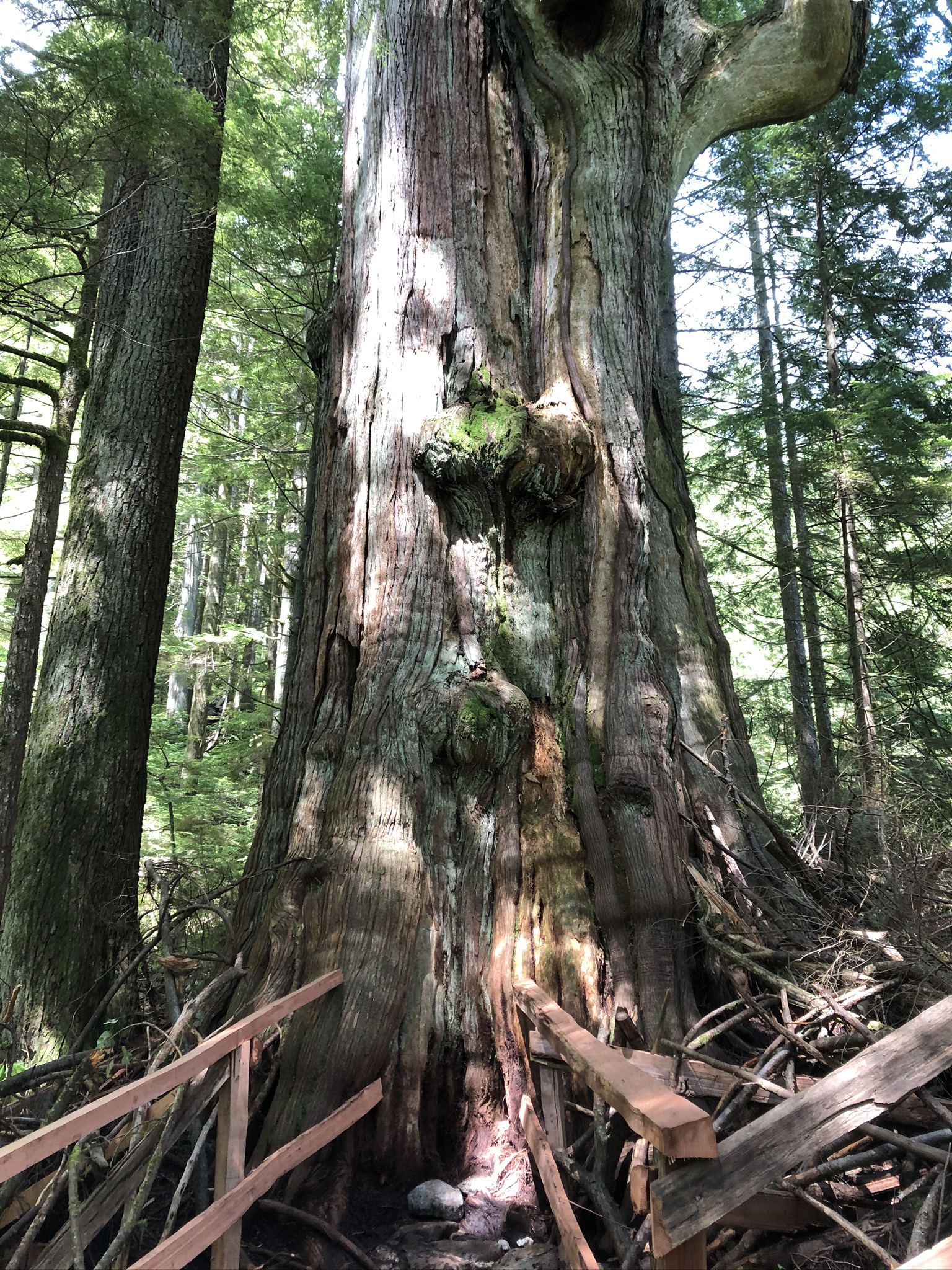 Big Cedar and Kennedy Falls Hike – Meandering My Way…