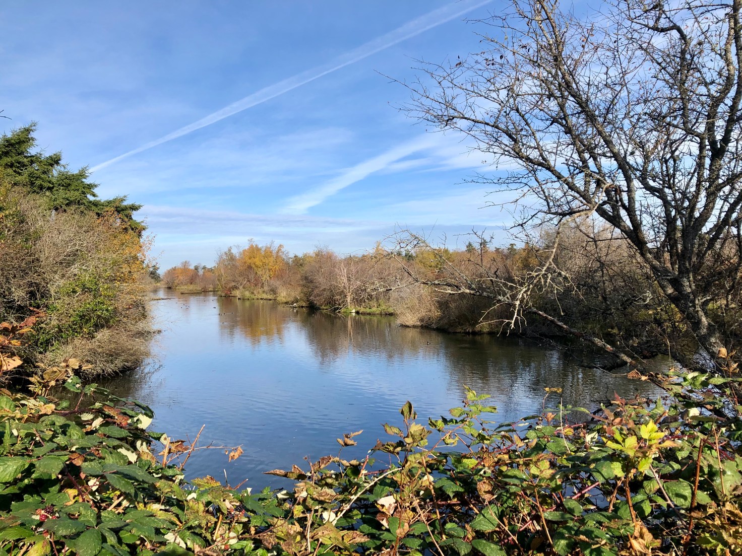 Reifel Migratory Bird Sanctuary – Meandering My Way…