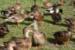 Reifel Migratory Bird Sanctuary – Meandering My Way…