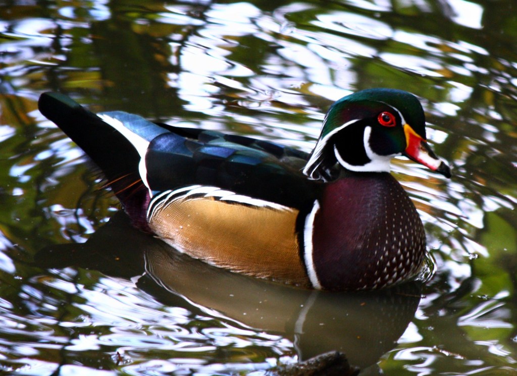 Reifel Migratory Bird Sanctuary – Meandering My Way…