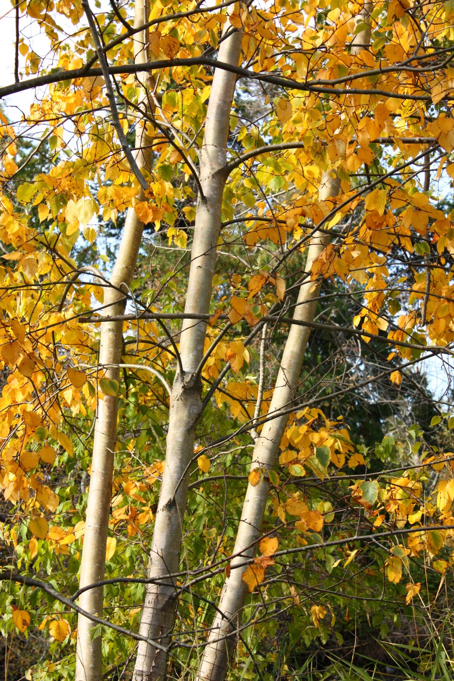 Reifel Migratory Bird Sanctuary – Meandering My Way…