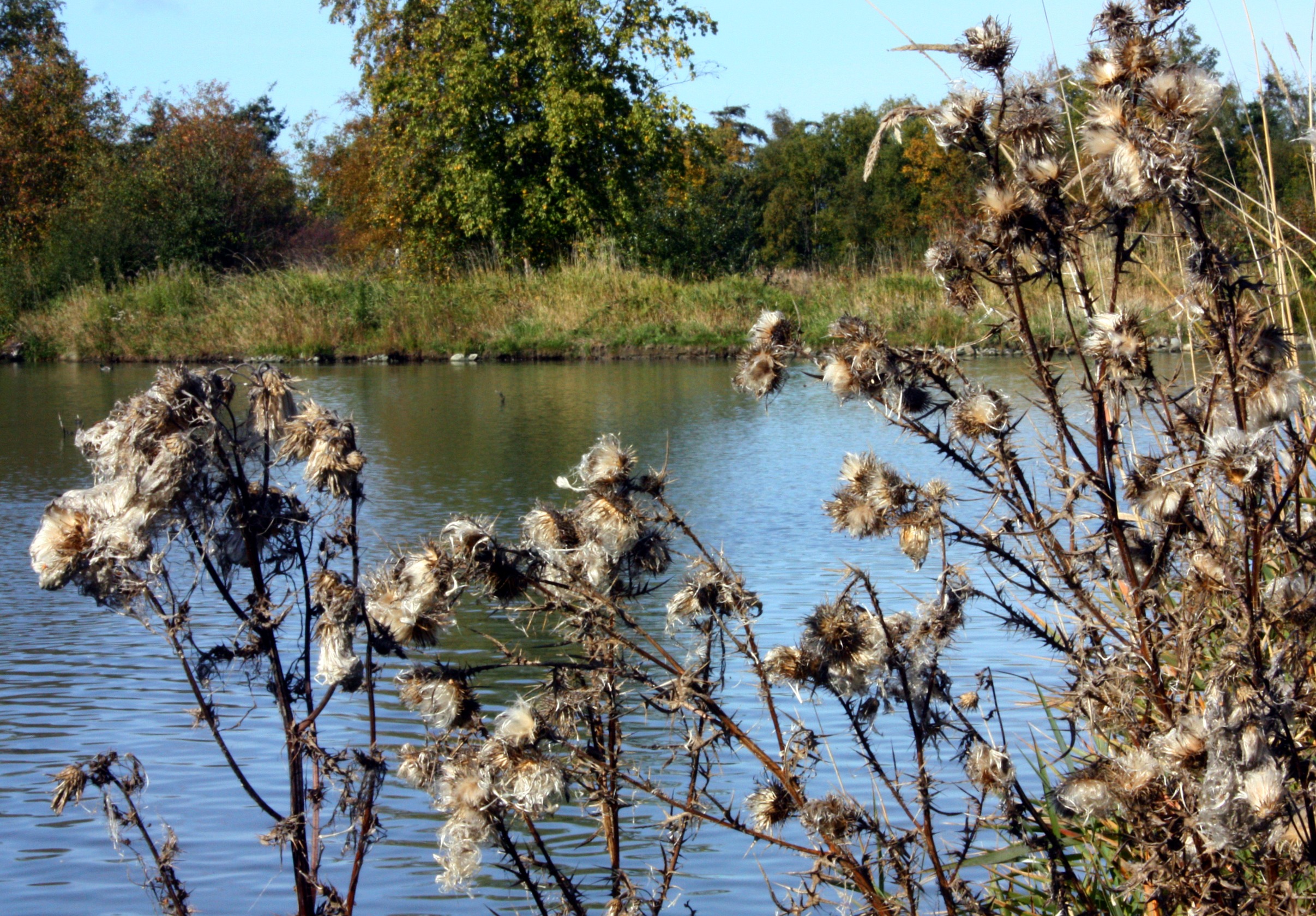Reifel Migratory Bird Sanctuary – Meandering My Way…