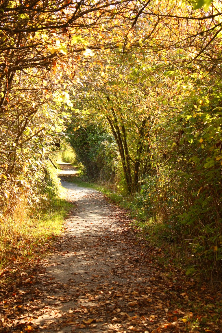 Reifel Migratory Bird Sanctuary – Meandering My Way…