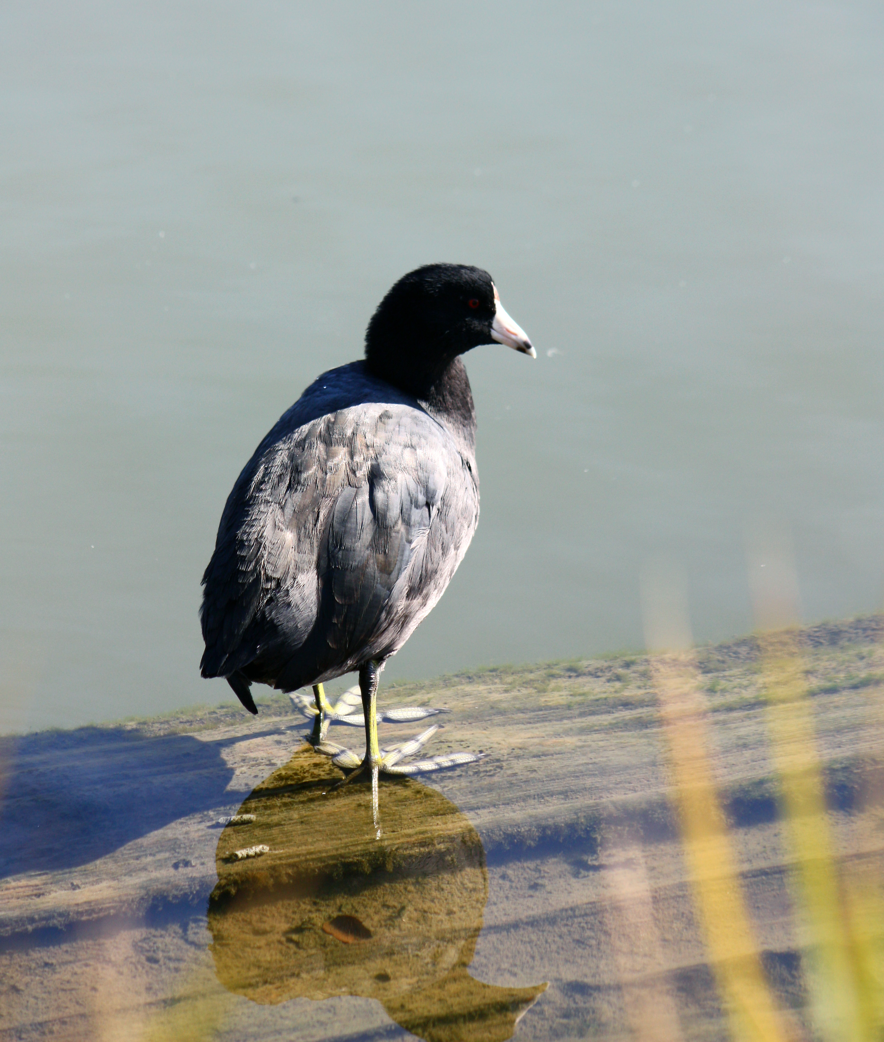 Reifel Migratory Bird Sanctuary – Meandering My Way…
