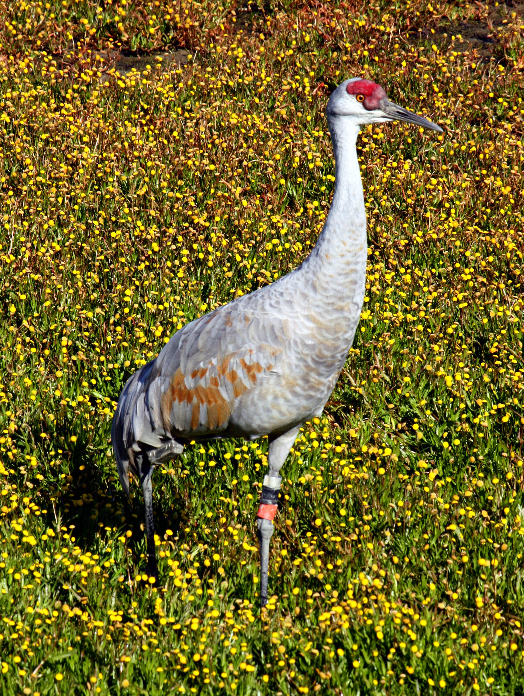 Reifel Migratory Bird Sanctuary – Meandering My Way…