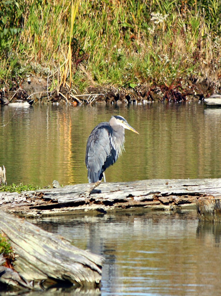 Reifel Migratory Bird Sanctuary – Meandering My Way…