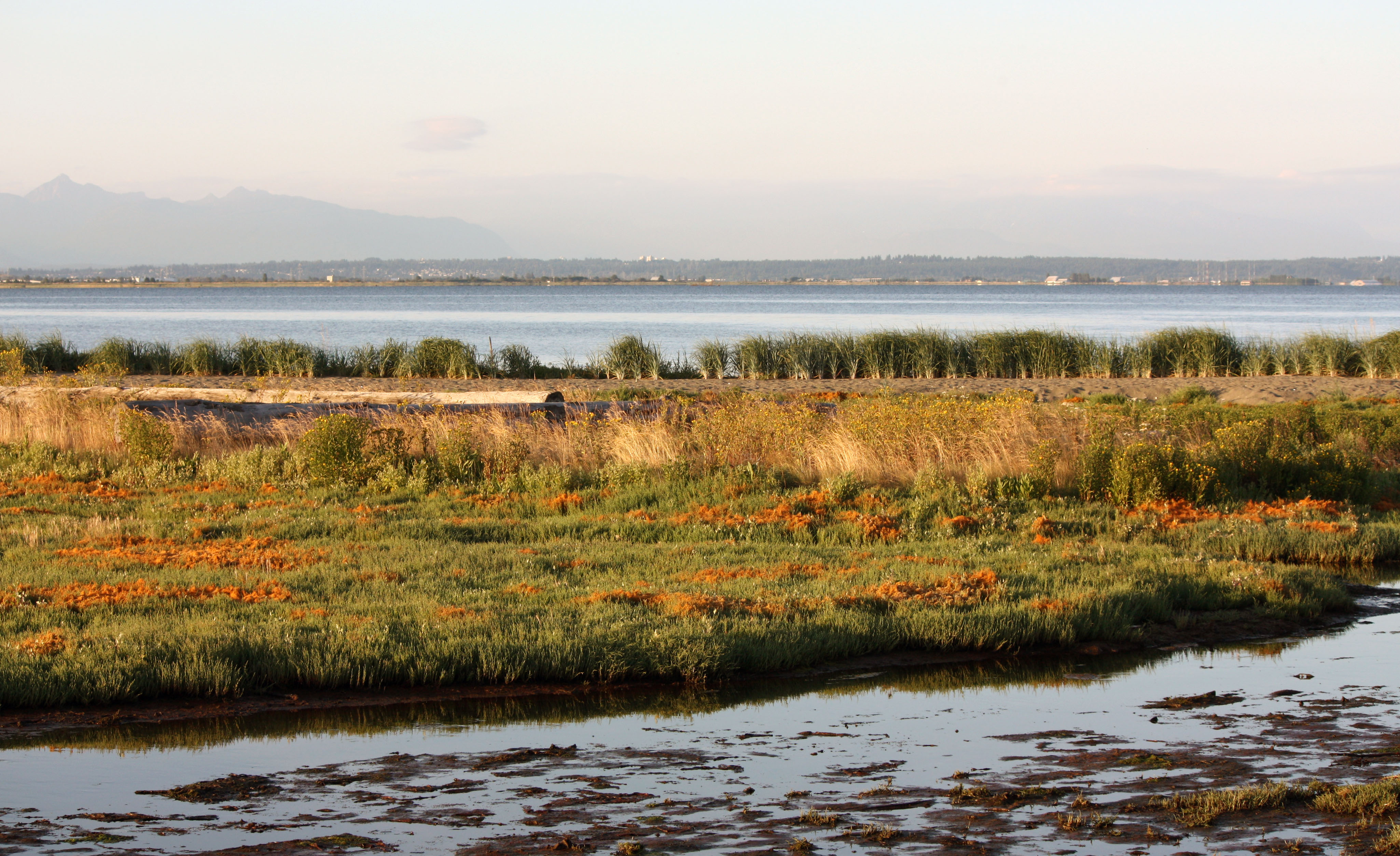 Boundary Bay Regional Park, Delta, B.C. – Meandering My Way…