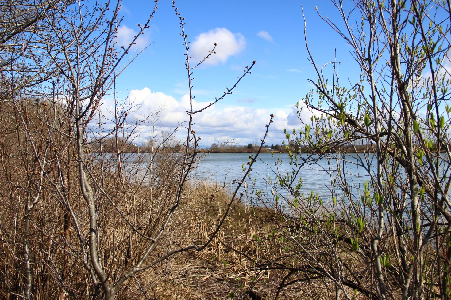 Deas Island Regional Park, Delta, B.C. – Meandering My Way…