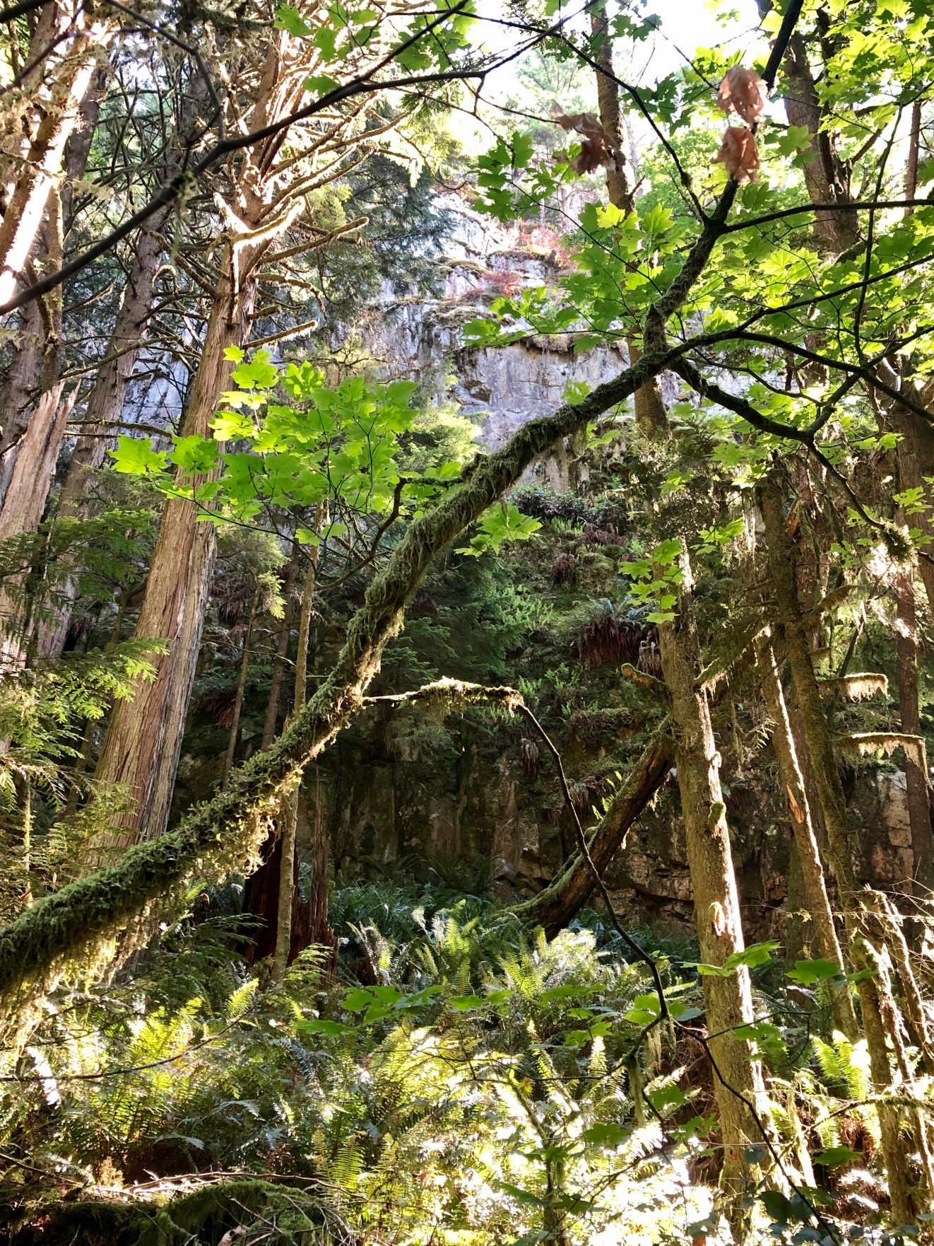 Minnekhada Regional Park, Coquitlam, B.C. – Meandering My Way…