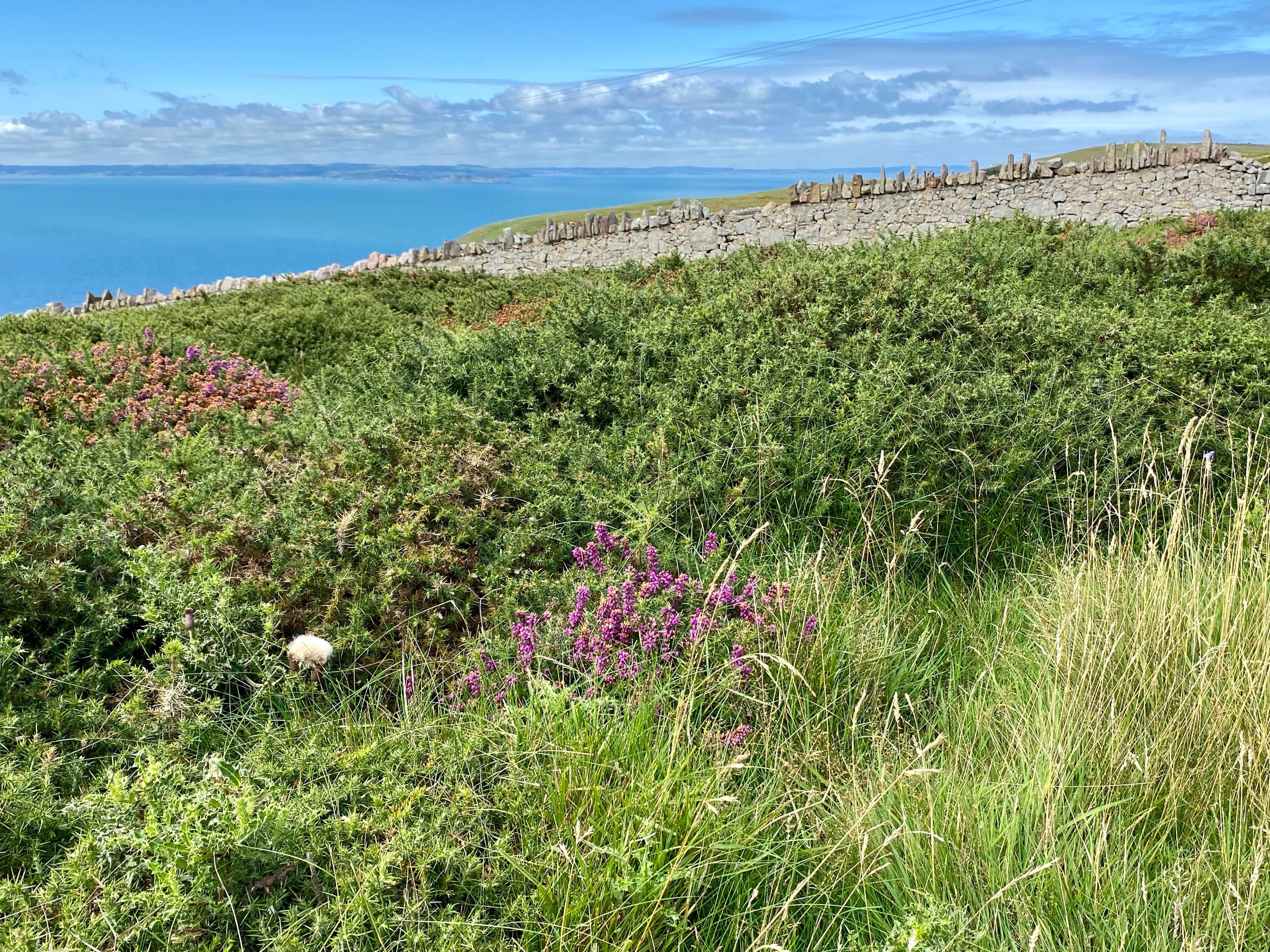 Exploring the Great Orme, Llandudno, Wales – Meandering My Way…